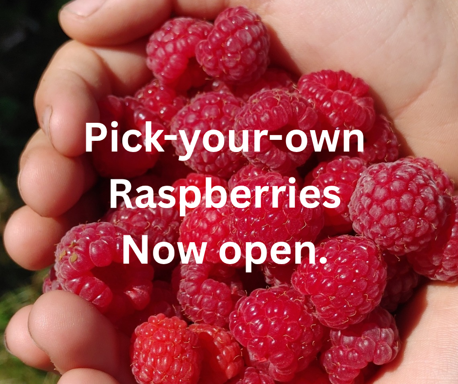 Leisure Farms Online Shop - Order your fresh produce grown in Sturgeon ...